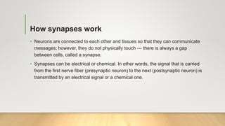 Neuron and its types of the classification | PPTX