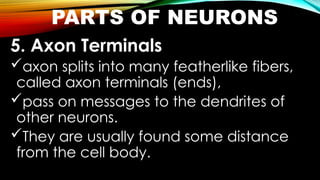 Types of neurons grade 10 third quarter lesson | PPTX