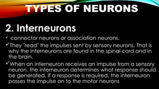 Types of neurons grade 10 third quarter lesson | PPTX