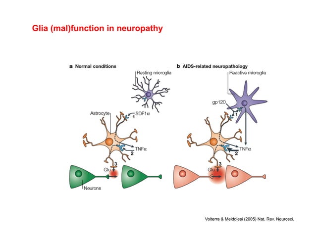 Neuron Glial Interactions Ppt