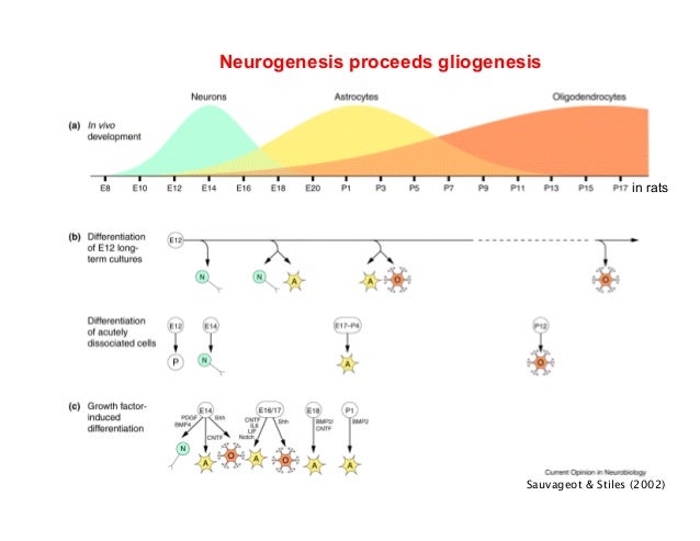 Neuron Glial Interactions