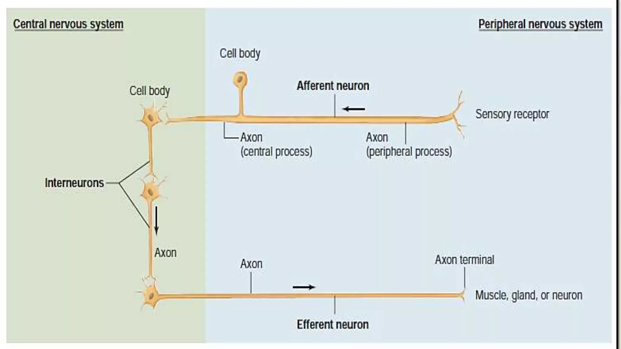 Neuron structure and functions by Dr. Pandian M, Dept of Physiology ...