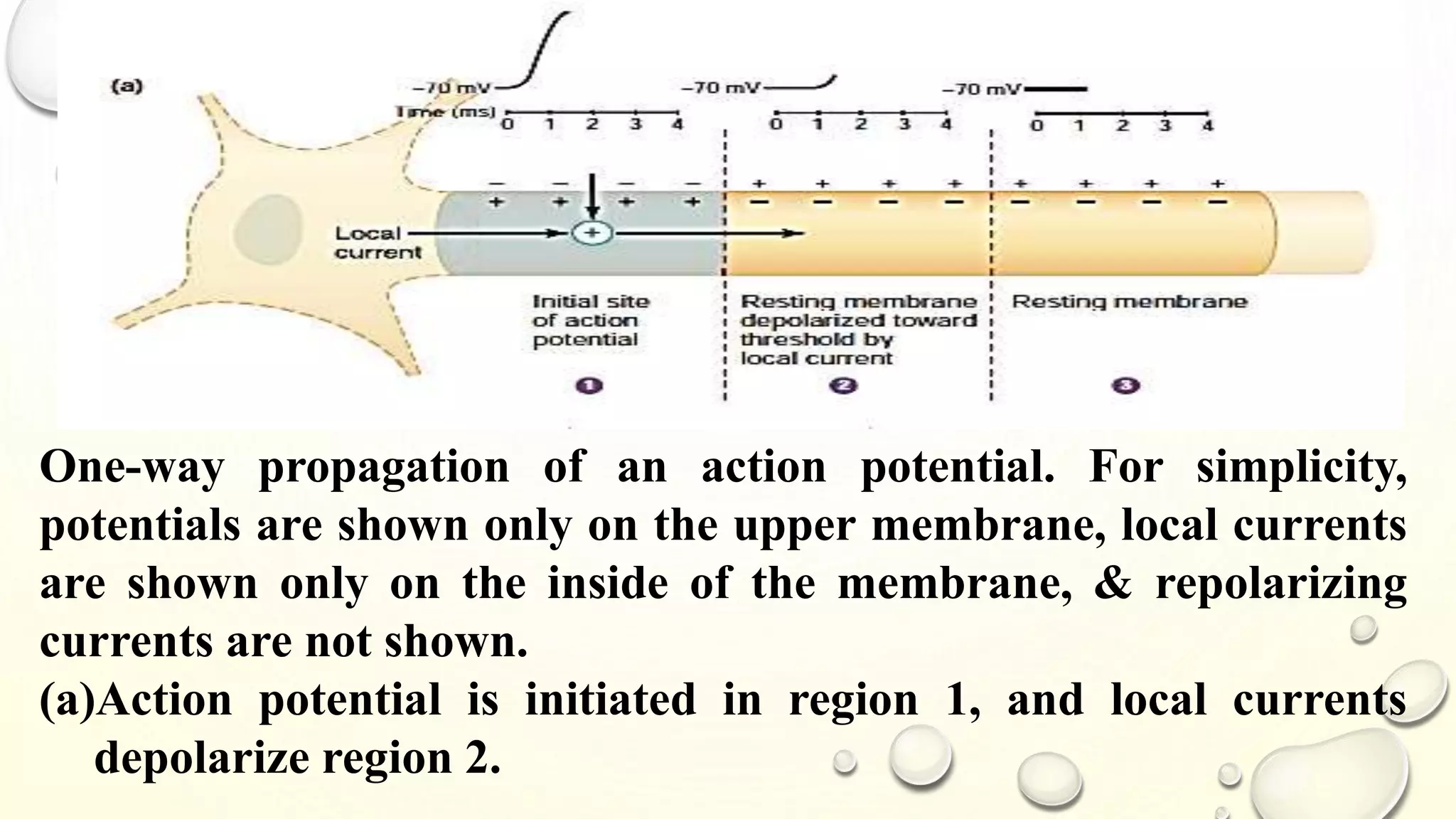 Neuron structure and functions by Dr. Pandian M, Dept of Physiology ...