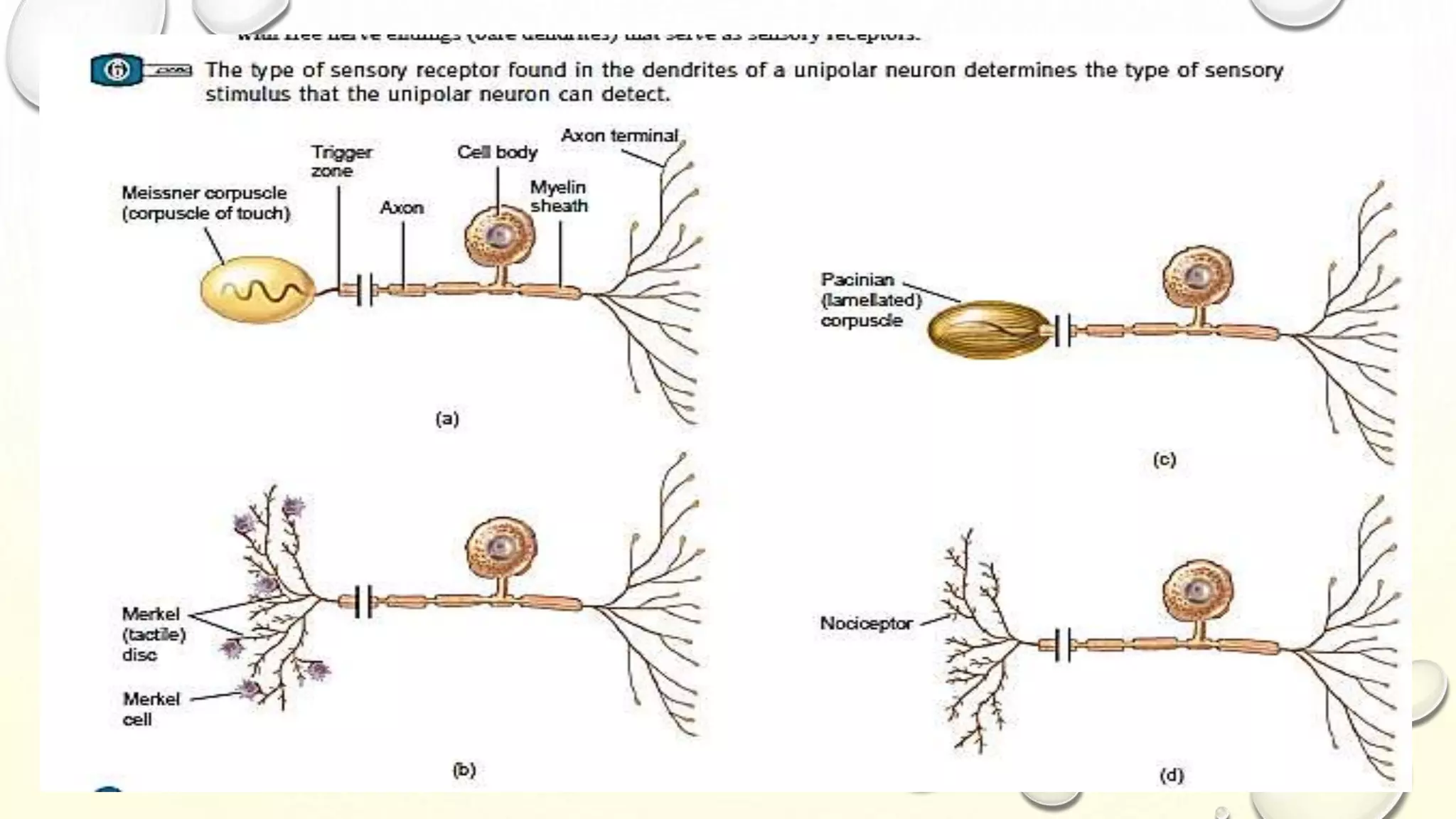 Neuron structure and functions by Dr. Pandian M, Dept of Physiology ...