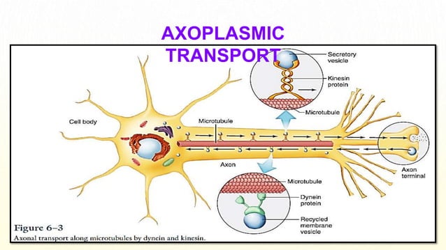 Neuron structure and functions by Dr. Pandian M, Dept of Physiology ...