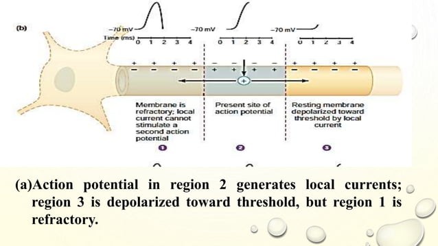 Neuron structure and functions by Dr. Pandian M, Dept of Physiology ...