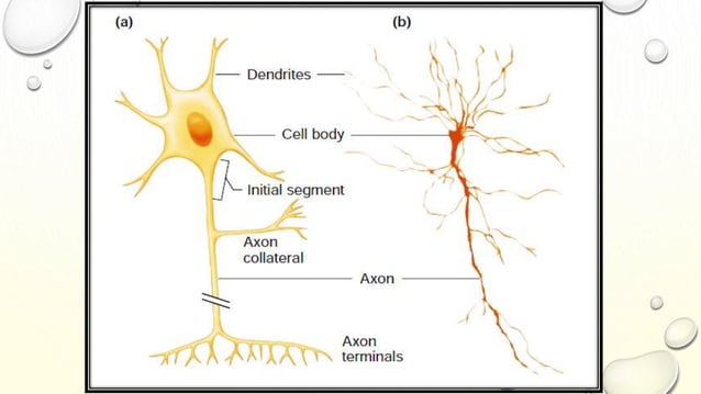 Neuron structure and functions by Dr. Pandian M, Dept of Physiology ...