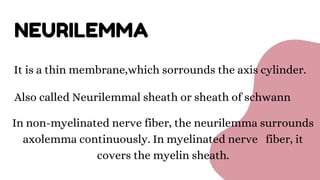 Nervous system neuron by rahul | PPT