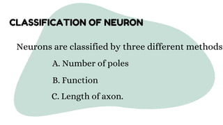 Nervous system neuron by rahul | PPT