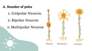 Nervous system neuron by rahul | PPT