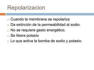 Repolarización De Una Neurona