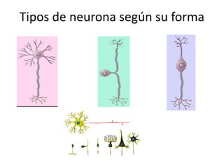 Neurona | PPTX