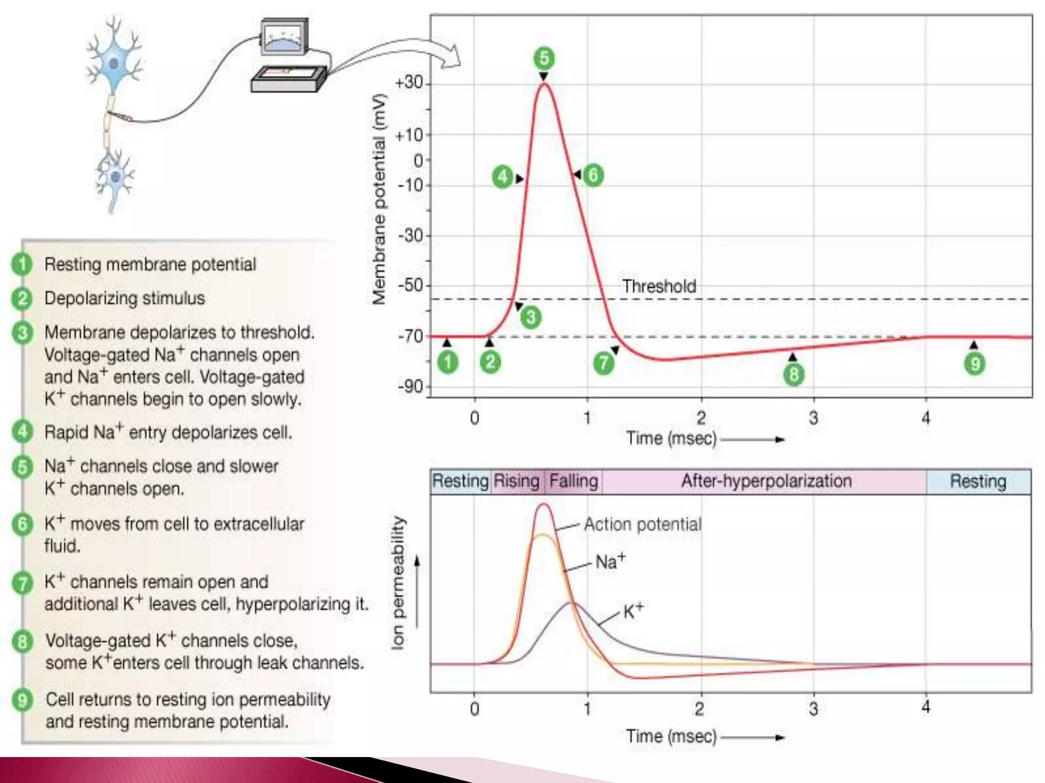 Neuronal-Physiology---Action-Potential-03032023-014853pm.pptx