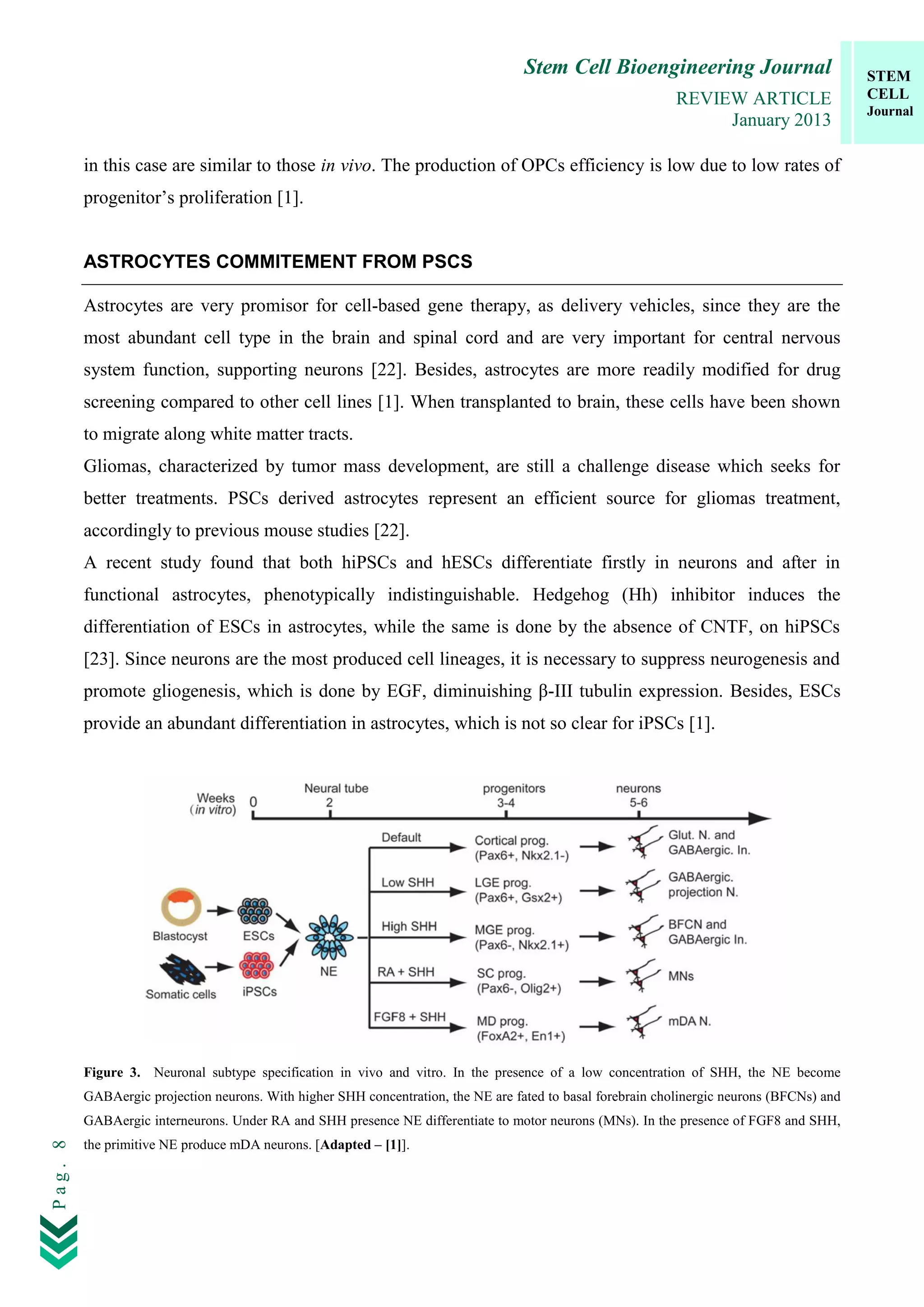 Neuronal and glial differentiation of human pluripotent stem cells | PDF | Brain and Nervous ...