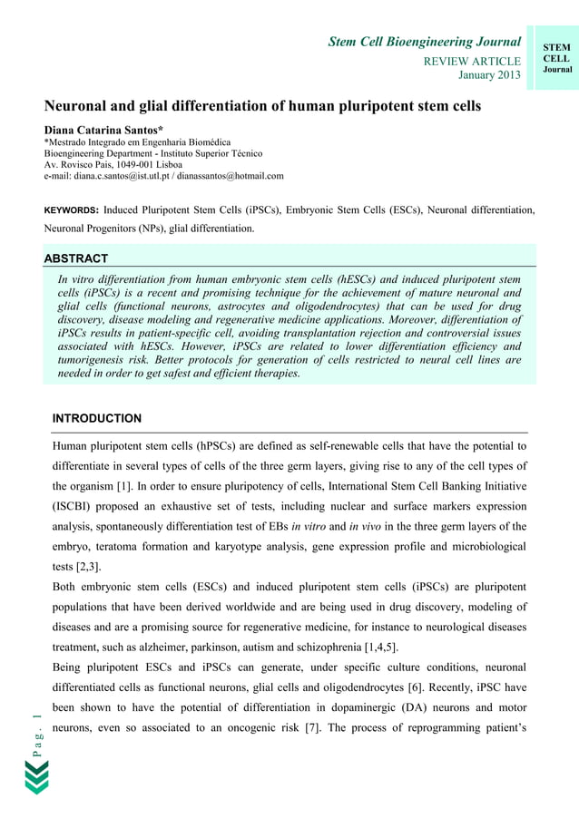 Neuronal and glial differentiation of human pluripotent stem cells | PDF | Brain and Nervous ...