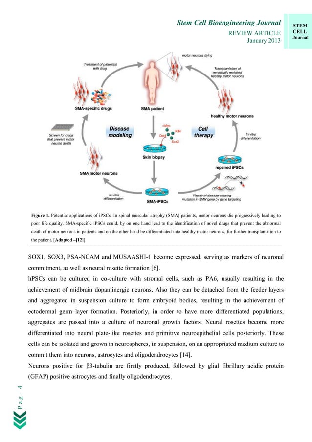 Neuronal and glial differentiation of human pluripotent stem cells | PDF | Brain and Nervous ...