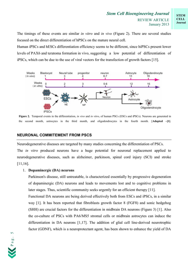 Neuronal and glial differentiation of human pluripotent stem cells | PDF | Brain and Nervous ...