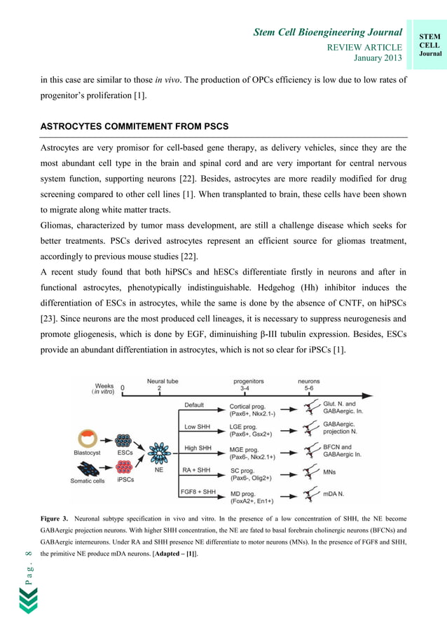 Neuronal and glial differentiation of human pluripotent stem cells | PDF | Brain and Nervous ...