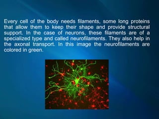 Neuronal cell tumors | PPTX
