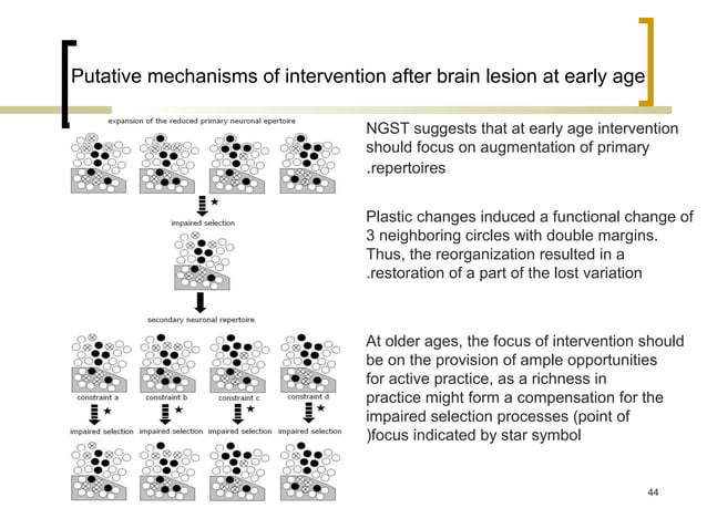 Neuronal group selection theory | PPT
