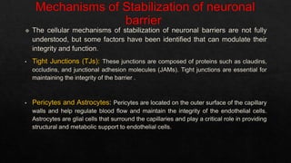 NEURONAL MEMBRAIN STABILIZATION.pptx