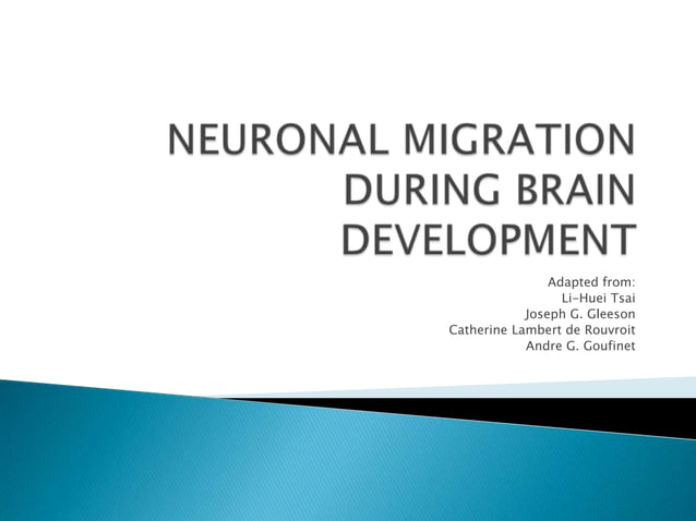 Neuronal migration | PPTX