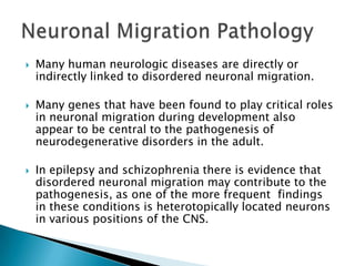 Neuronal migration | PPTX