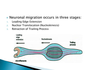 Neuronal migration | PPTX