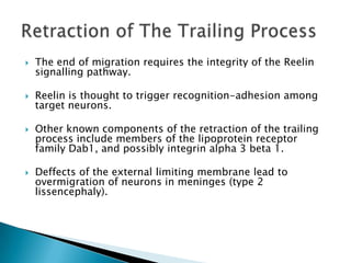 Neuronal migration | PPTX