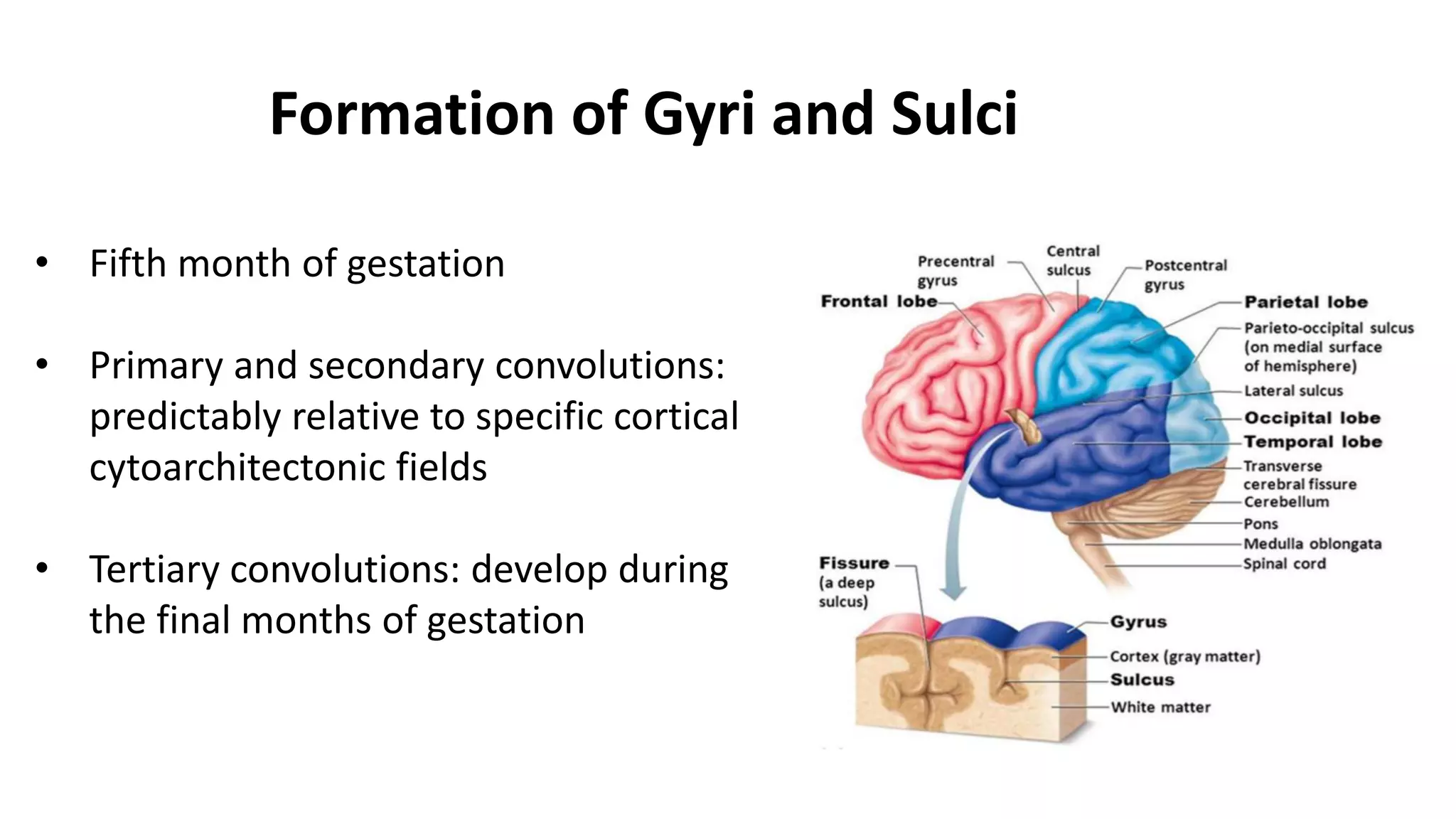 NEURONAL MIGRATION DISORDER (2) | PPTX