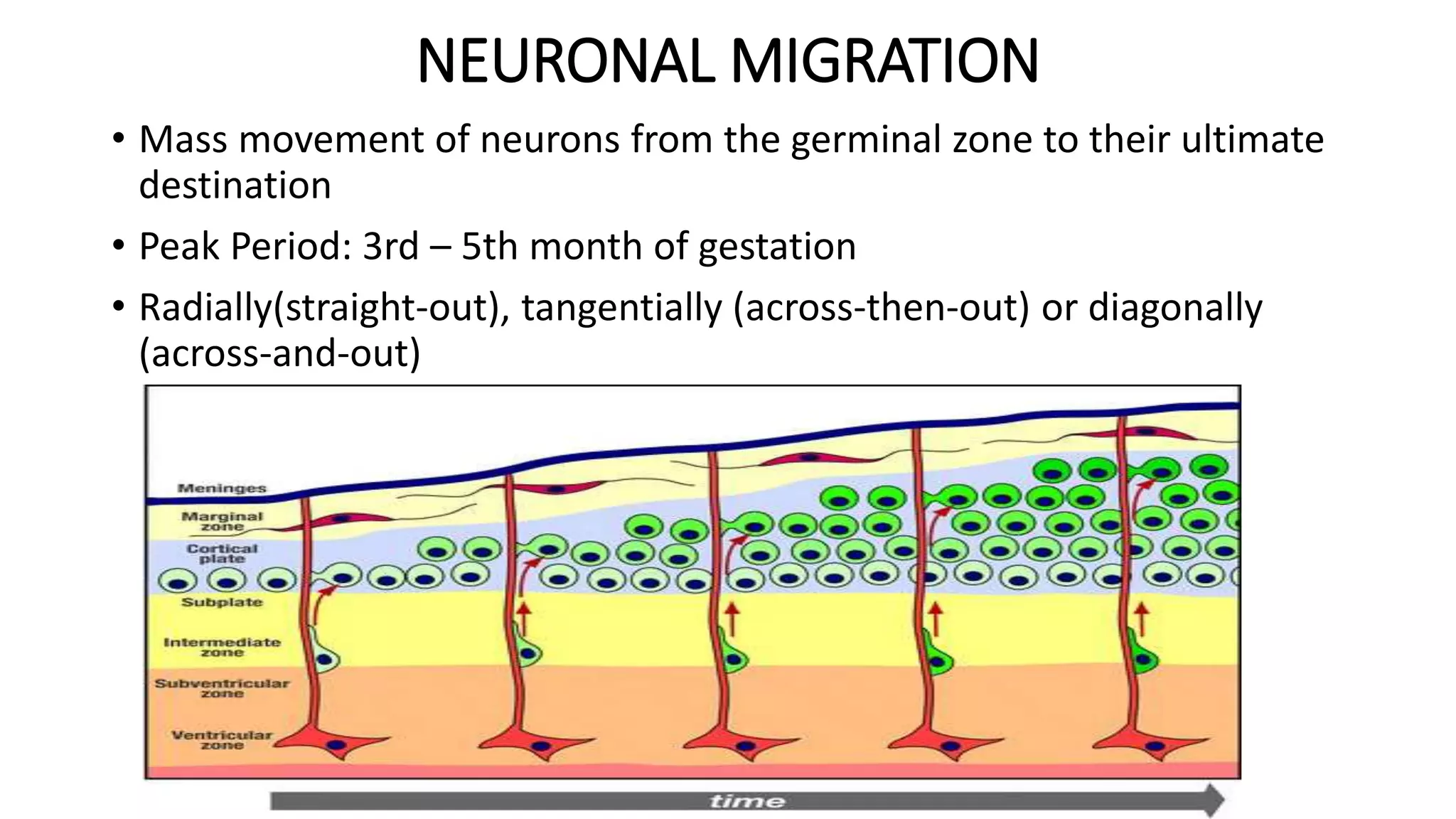 NEURONAL MIGRATION DISORDER (2) | PPTX