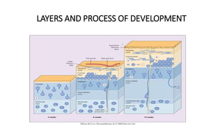 NEURONAL MIGRATION DISORDER (2) | PPTX