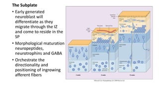 NEURONAL MIGRATION DISORDER (2) | PPTX