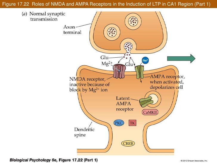 Neuronal plasticity