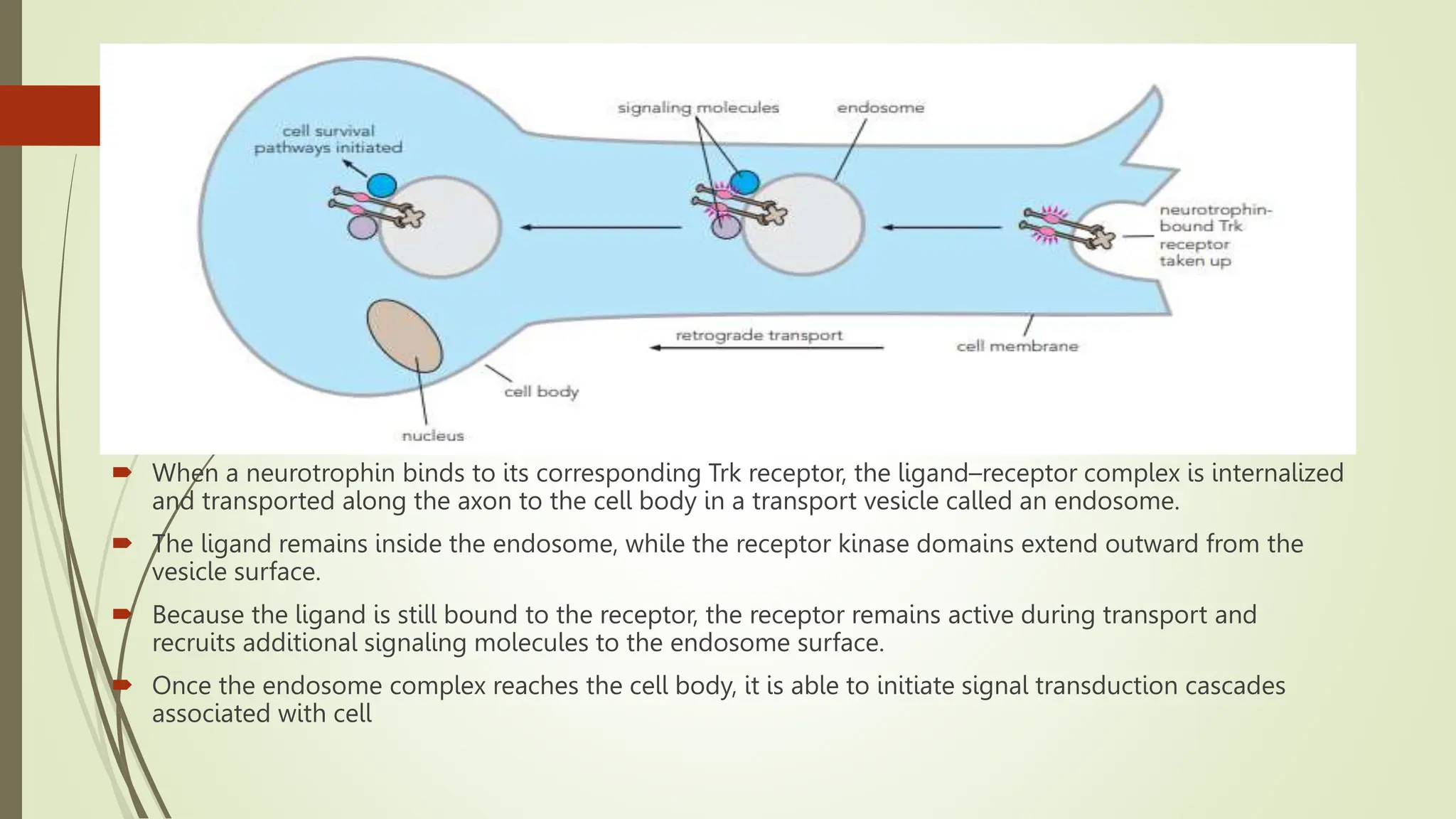 Neuronal survival and programmed cell death.pptx