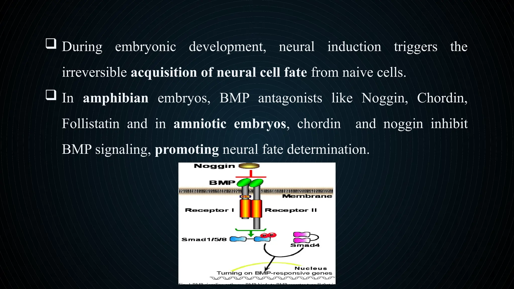 Neuronal Synapse Case Report by Slidesgo.pptx