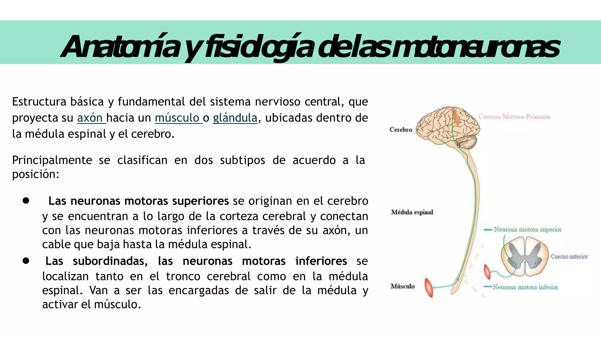 neurona motora superior e inferior.pptx