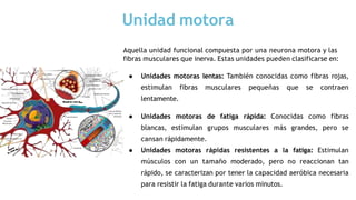 neurona motora superior e inferior.pptx