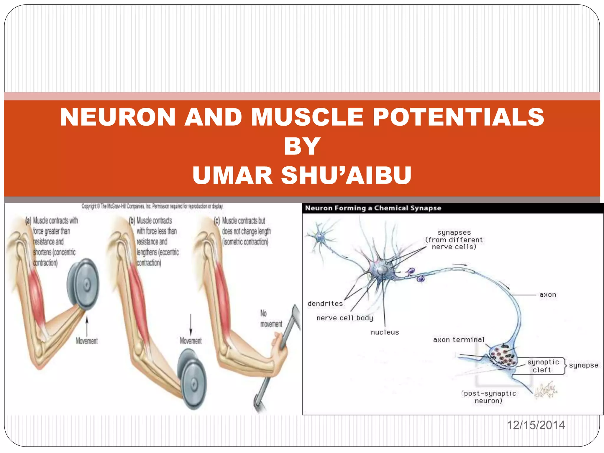 Neuron and muscle potential | PPT