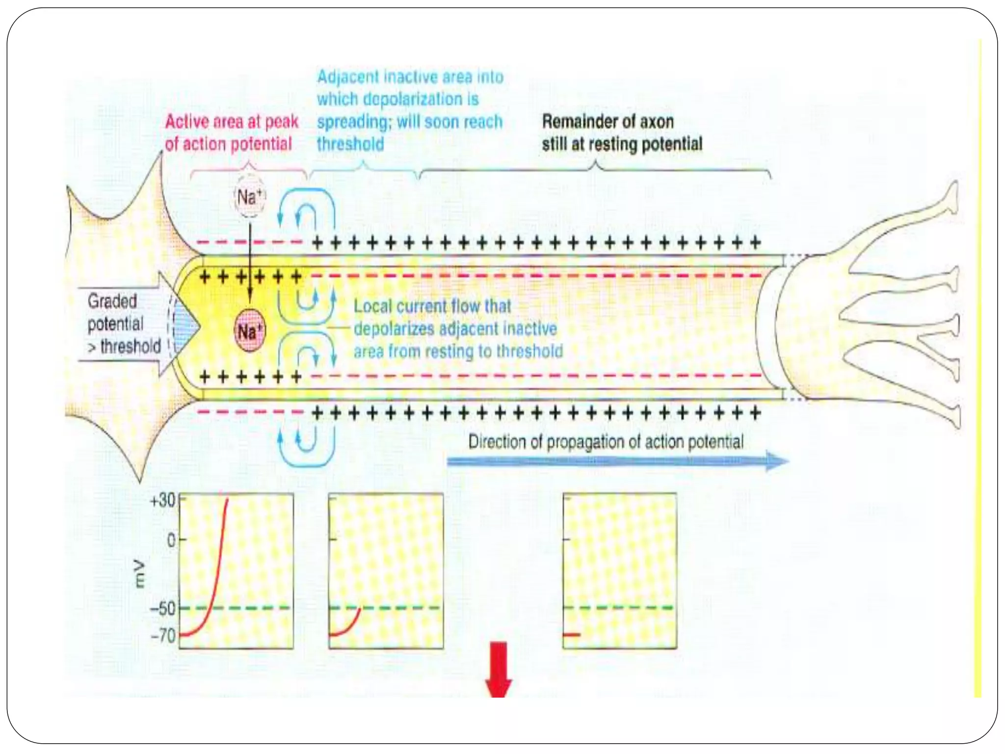 Neuron and muscle potential | PPT
