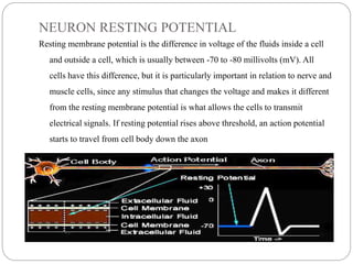 Neuron and muscle potential | PPTX