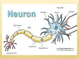 Neuron | PPT