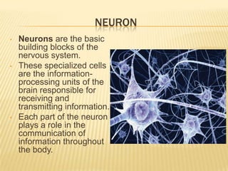 Neuron | PPT