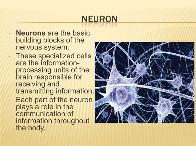 Neuron | PPT