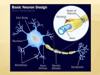 Neuron | PPT