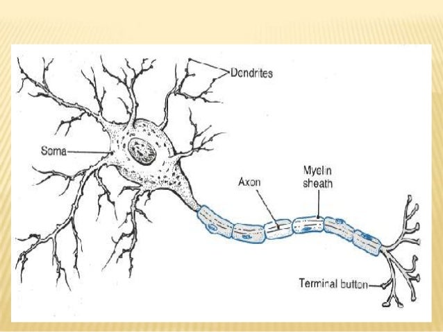 Neuron