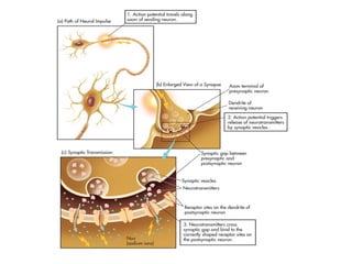 Neuron and nervous system visuals edt 5 | PPT
