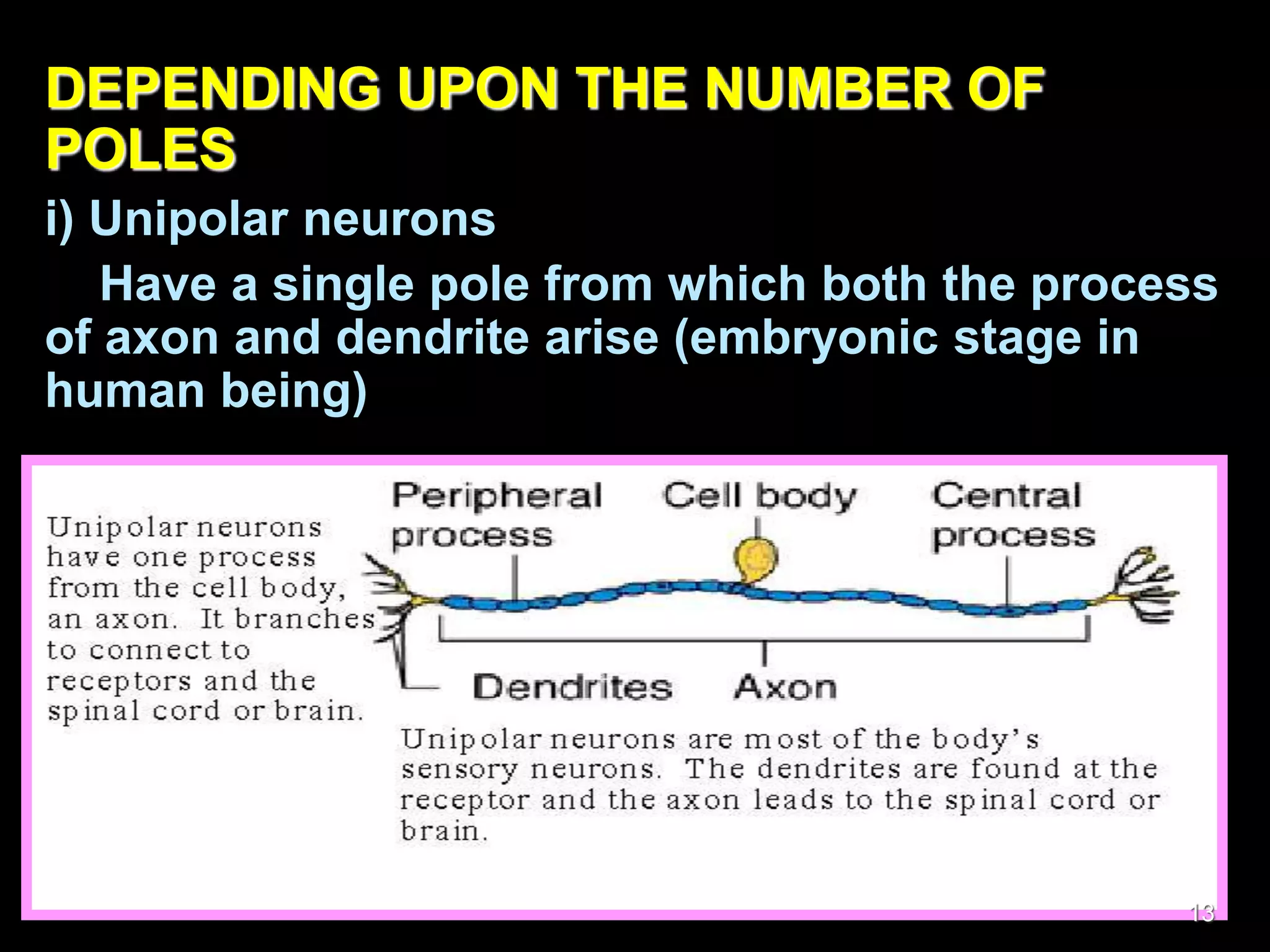 NERVE PHYSIOLOGY- NEURON & NEUROGLIA | PPT