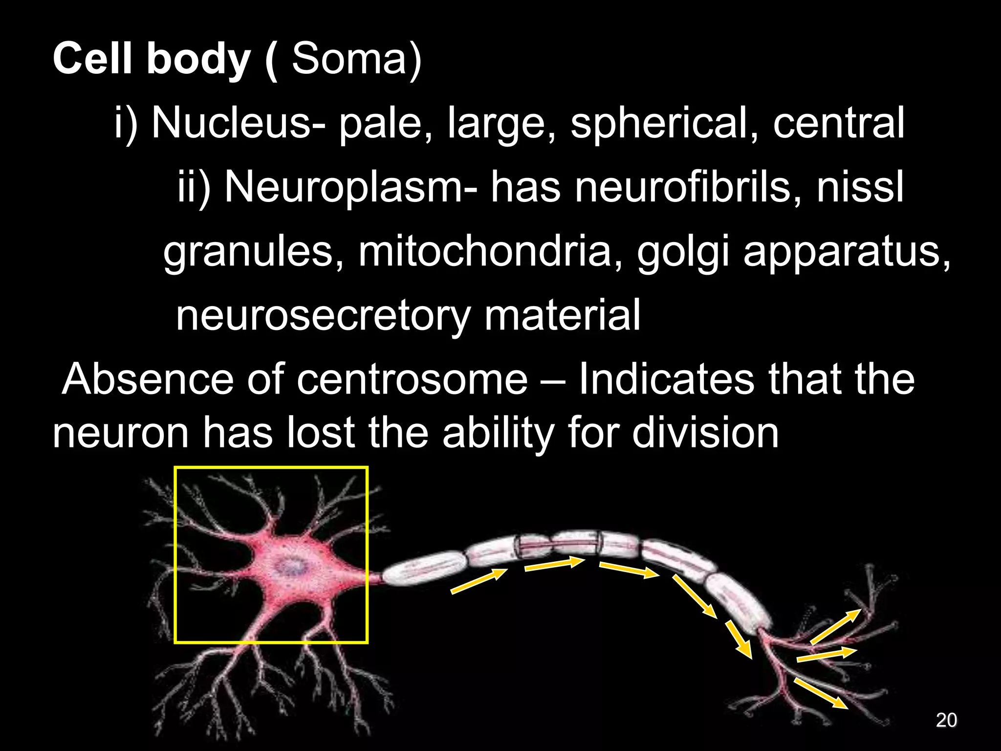 NERVE PHYSIOLOGY- NEURON & NEUROGLIA | PPT