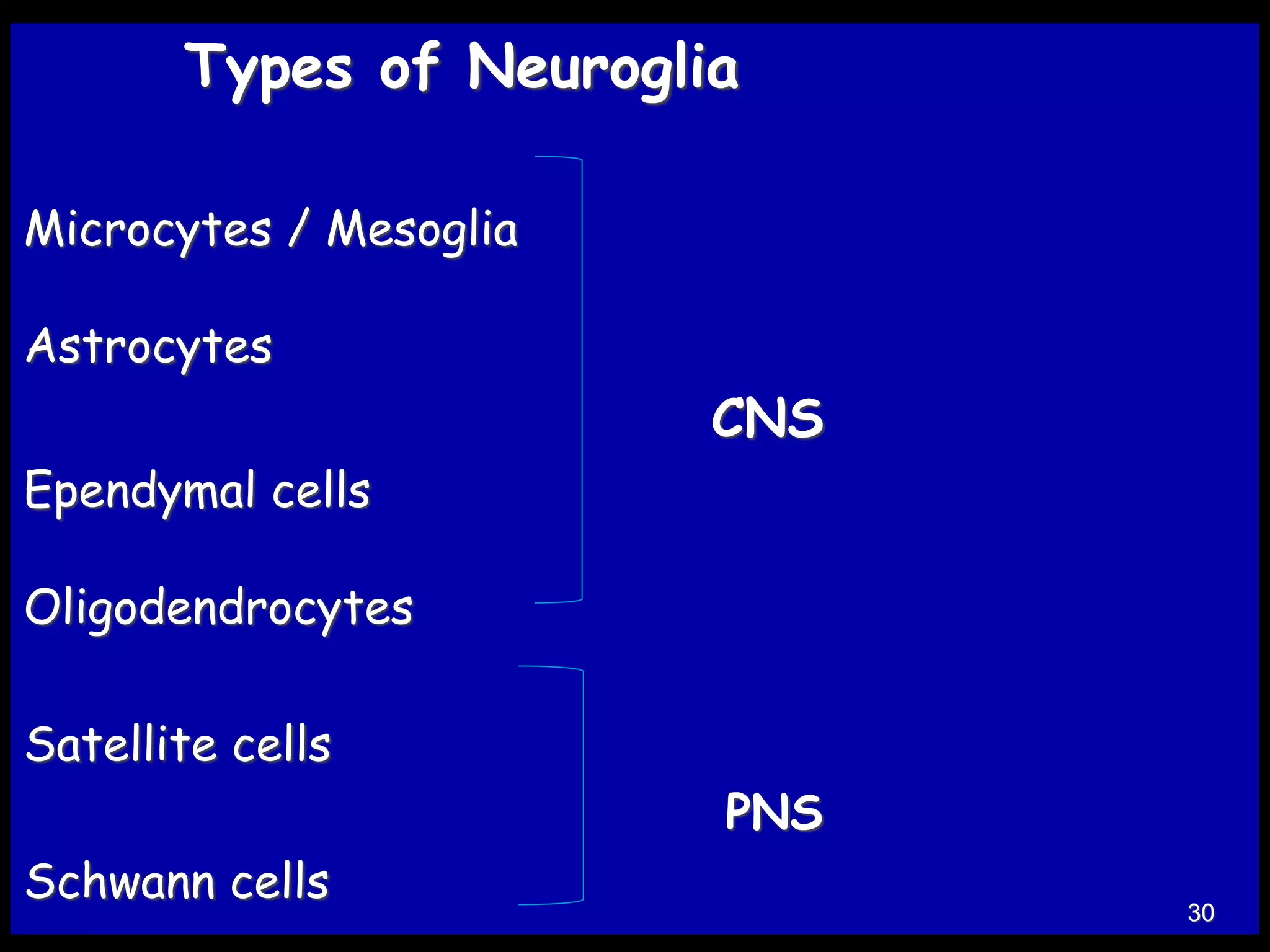 NERVE PHYSIOLOGY- NEURON & NEUROGLIA | PPT